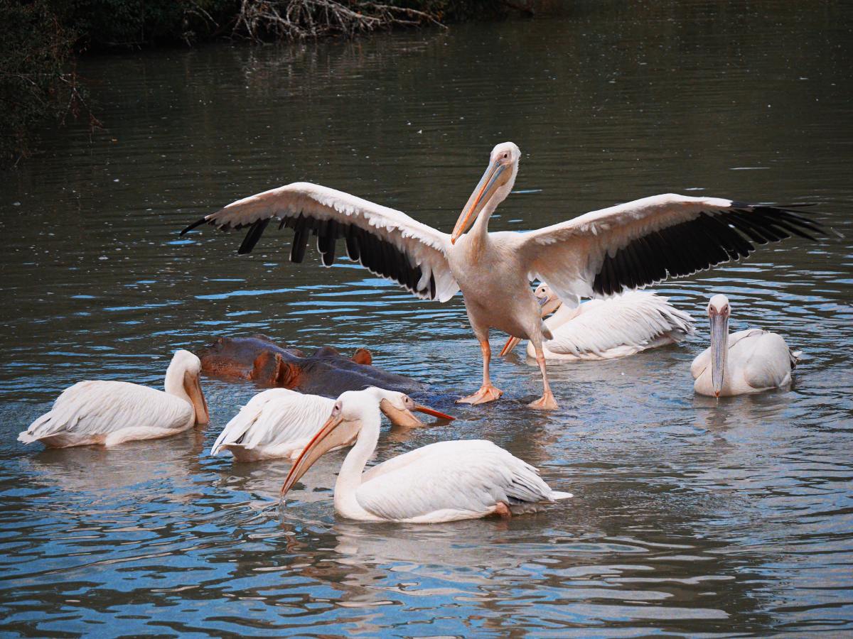The Pelican | The Power of The Group Goal – The Mercantile