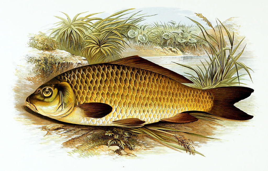The Carp | A Staple in the Symbology of the World – Twinn Swan