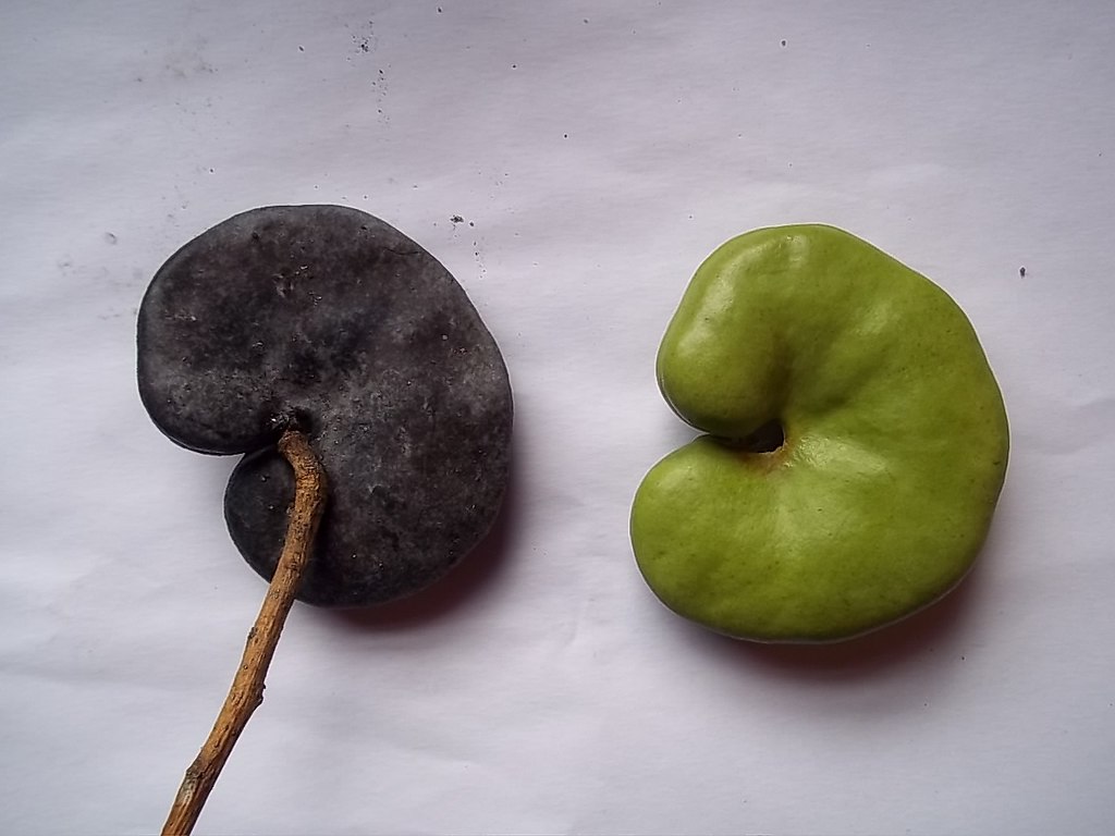 The Tale of the Timbo Tree | A Guarani Legend – Twinn Swan