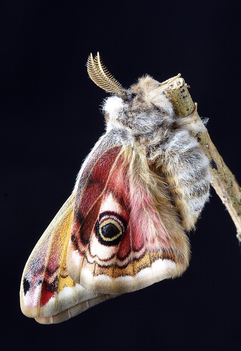 The Symbolic Significance of Moths | Communication with the Ancestors ...